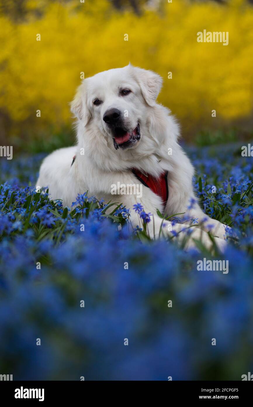 Dog in flowers hi-res stock photography and images - Alamy