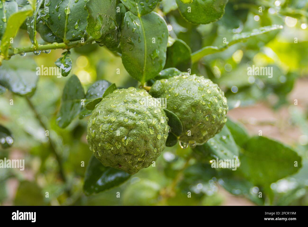 Fresh Bergamots and leaves on tree with water drops on them fruity with ...
