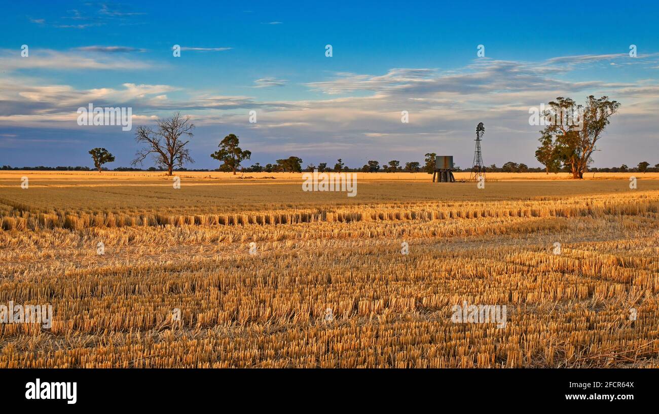Afternoon light over wheat stubble paddock Stock Photo - Alamy