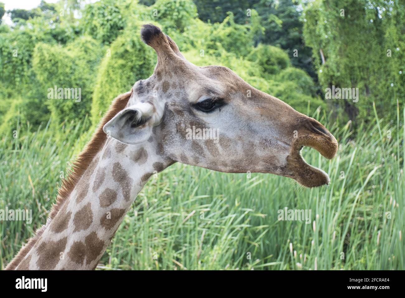 Half giraffe hi-res stock photography and images - Alamy