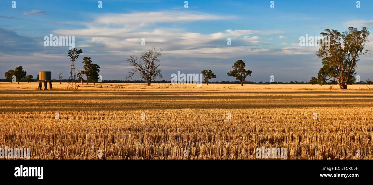 Australia wheat hi-res stock photography and images - Alamy