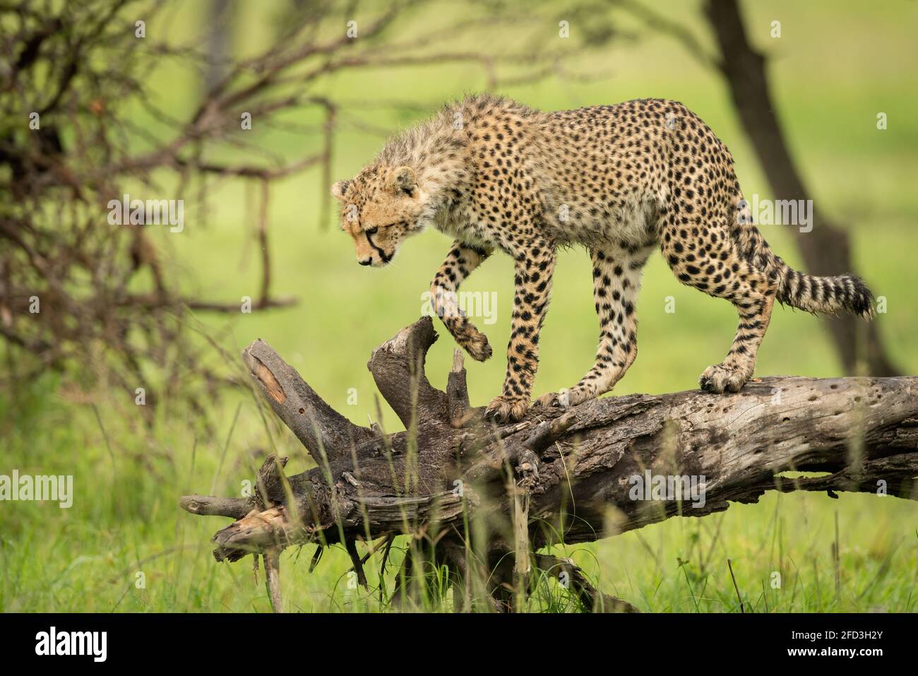Cheetah cub walks on log looking down Stock Photo - Alamy