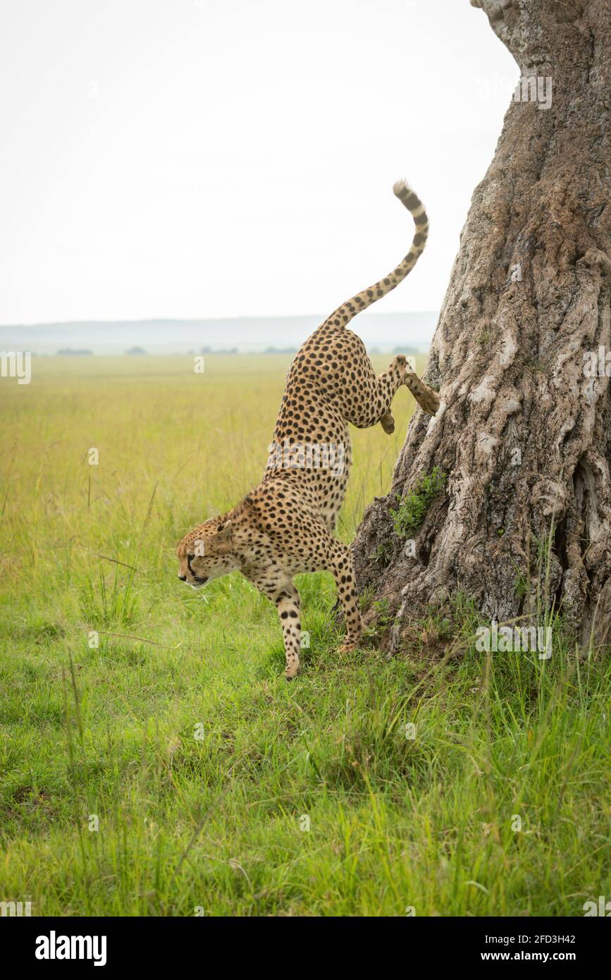 Cheetah jumps down from tree in savannah Stock Photo - Alamy