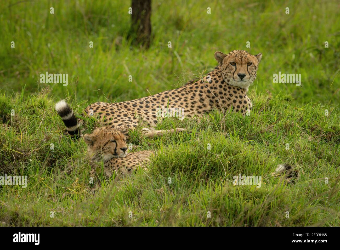 Cheetah lies by cub on grassy mound Stock Photo - Alamy