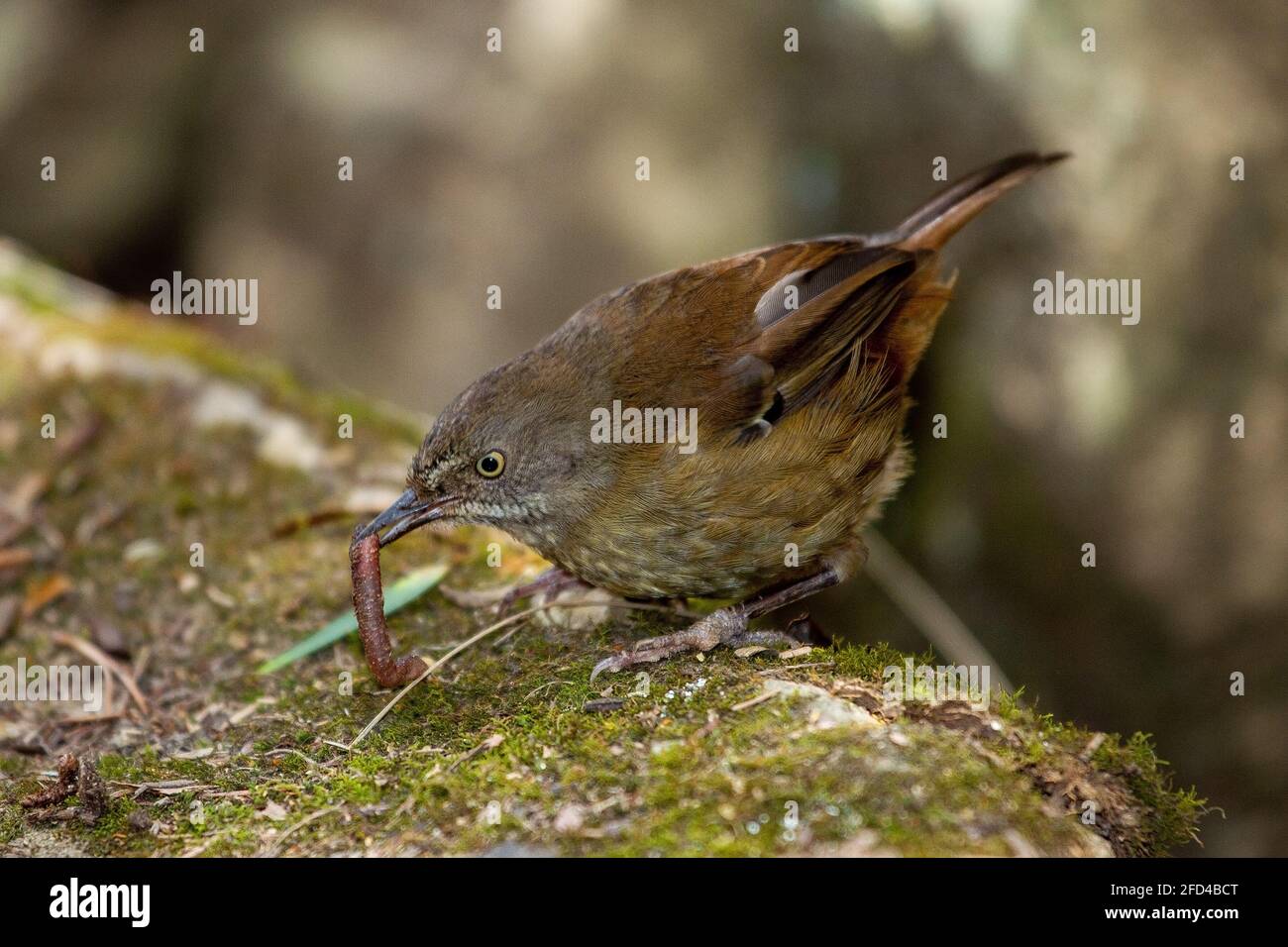 Tasmanian sericornis hi-res stock photography and images - Alamy