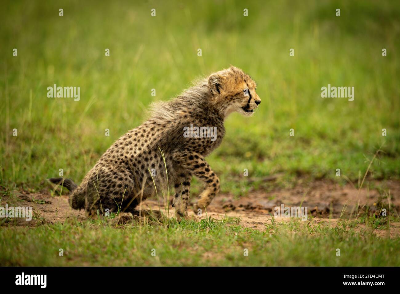 Cheetah cub sits leaning forward lifting paw Stock Photo - Alamy