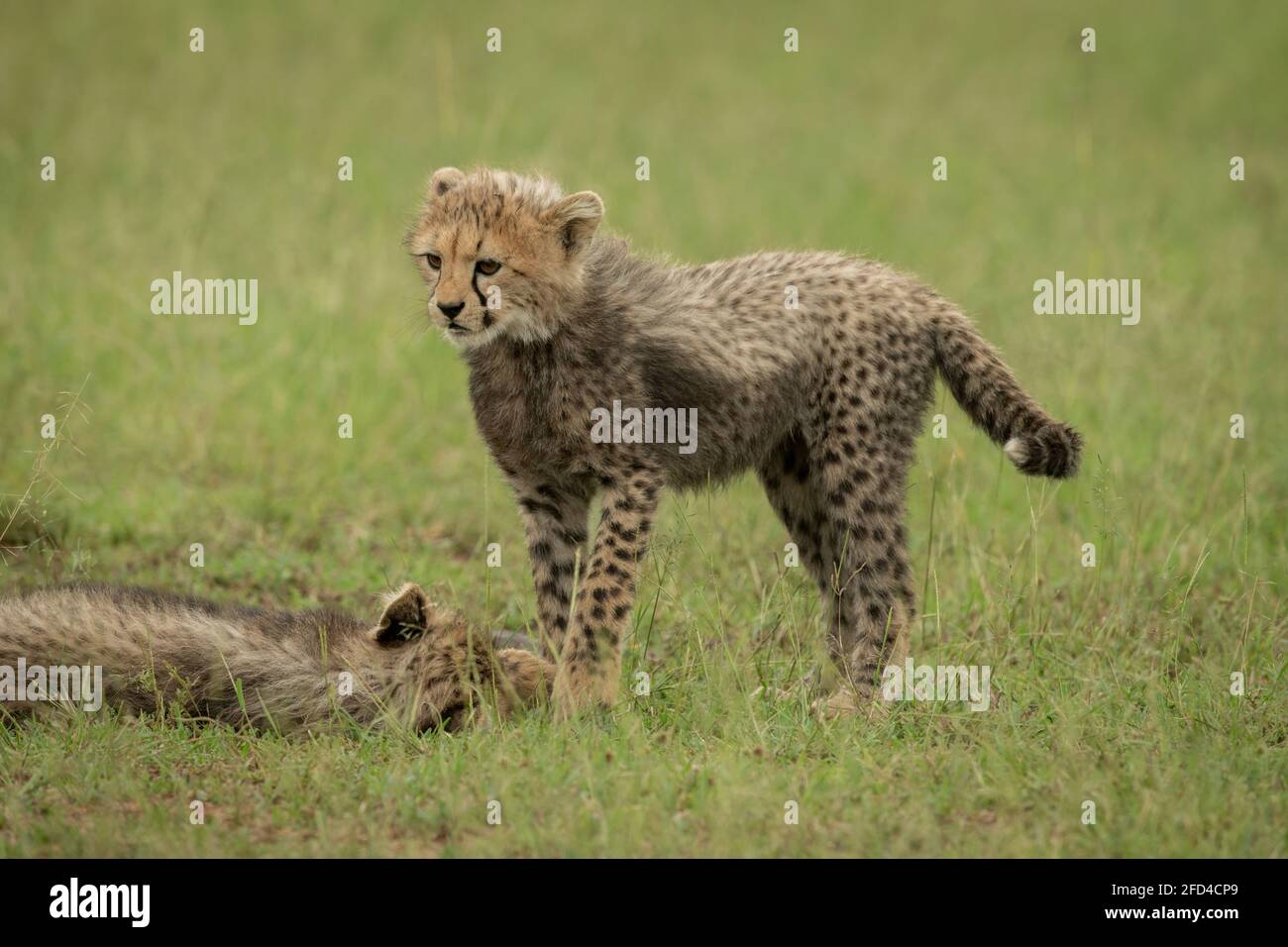Cheetah cub stands facing left over another Stock Photo - Alamy