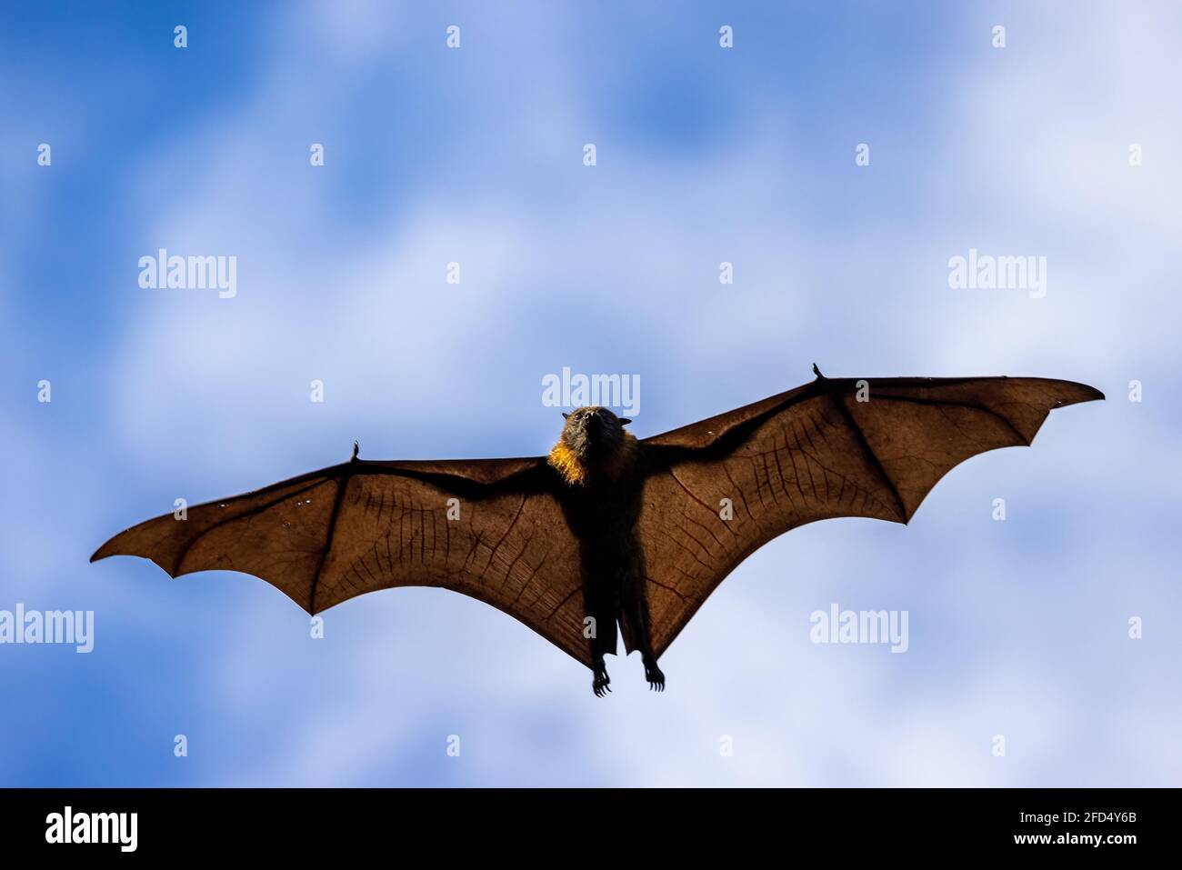 Australian Flying Fox Skeleton