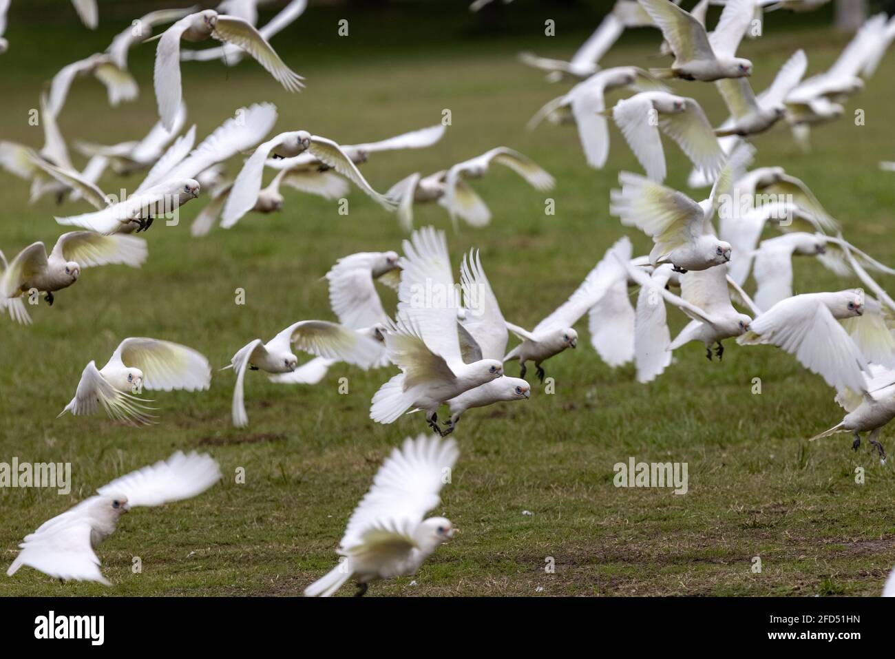 Flock of Little Corella's in flight Stock Photo - Alamy