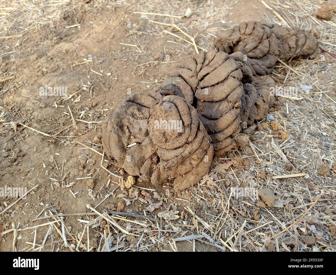 The cow dung of an Indian village has fallen on the ground Stock Photo ...