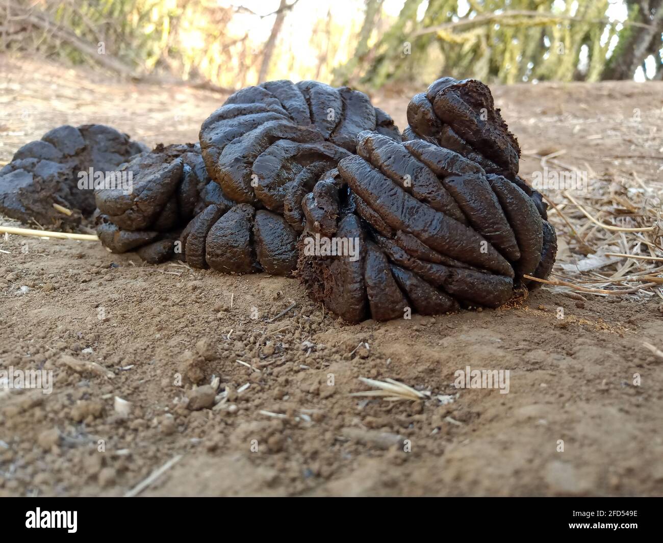 Buffalo dung hi-res stock photography and images - Alamy