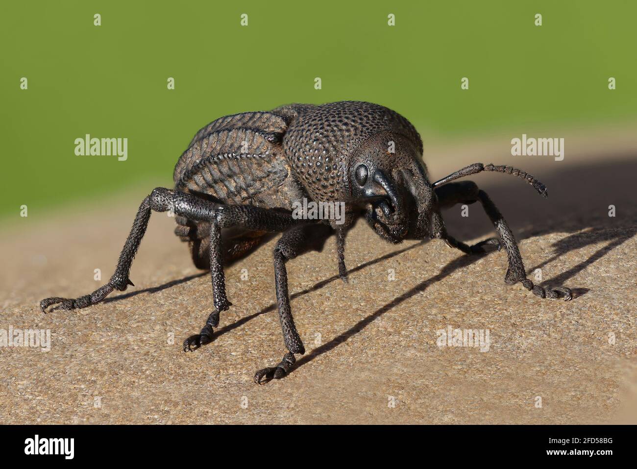 Black weevil hi-res stock photography and images - Alamy