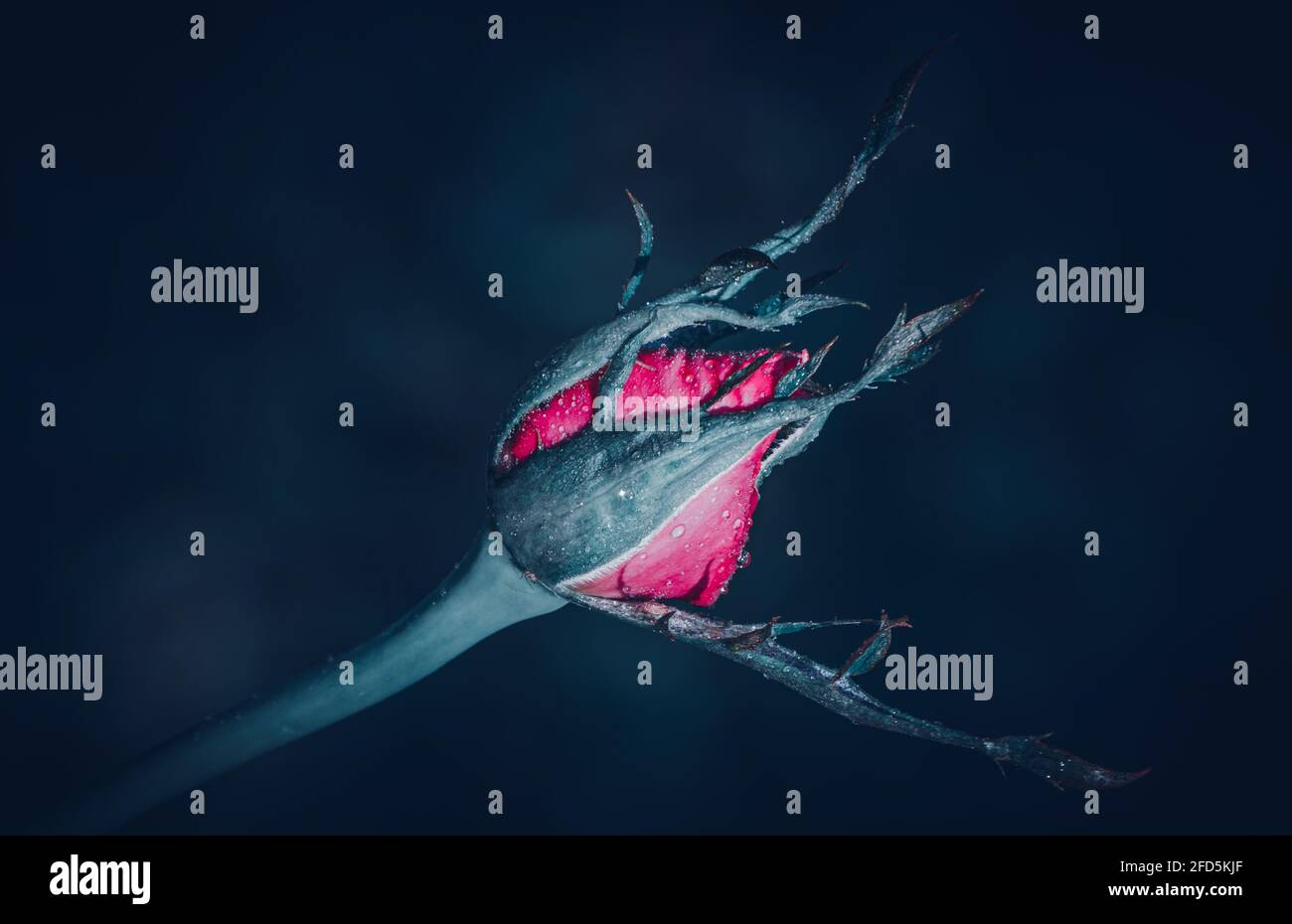 Pink rose bud and long sepals close up photograph in a dark background ...