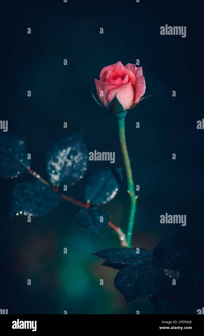Single red rose standing tall hi-res stock photography and images - Alamy