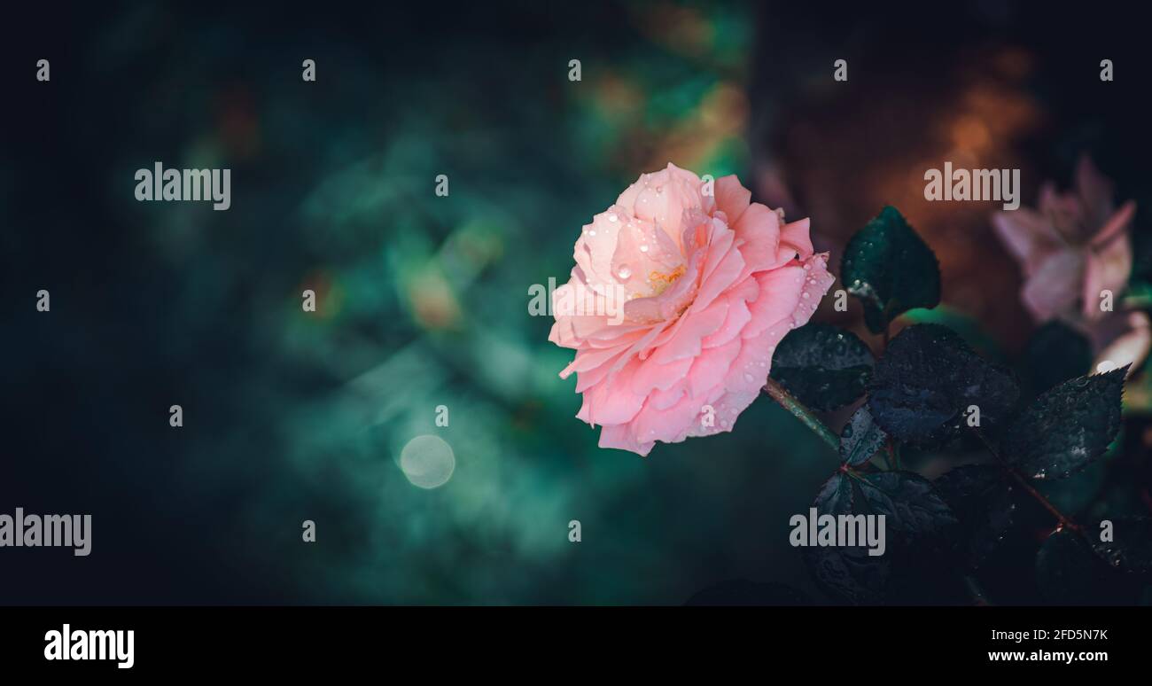 Pretty rose flower and branch from the right bottom corner of the ...