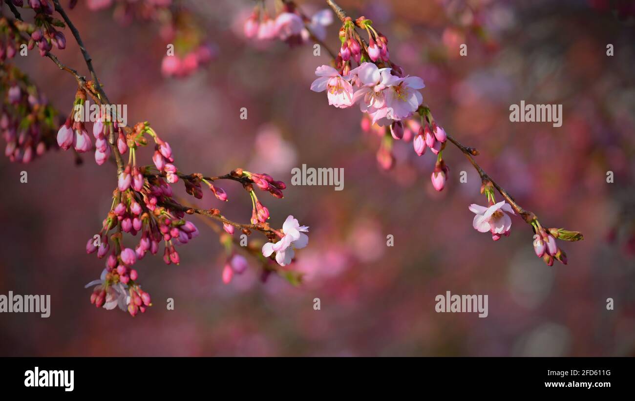 Spring blossom background. Beautiful nature scene with blooming tree in ...