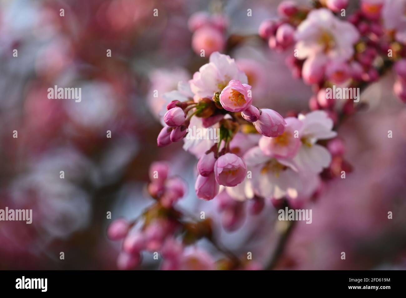 Spring blossom background. Beautiful nature scene with blooming tree in ...
