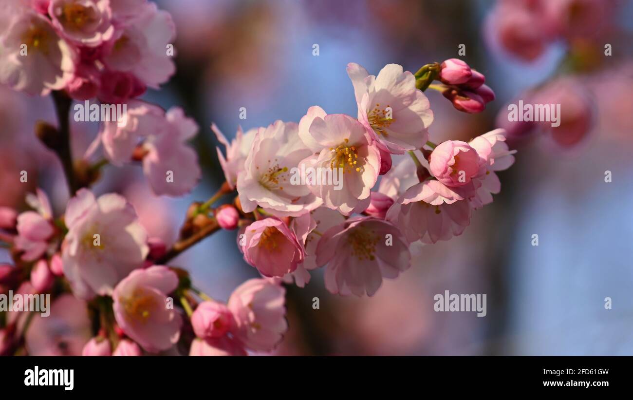 Spring blossom background. Beautiful nature scene with blooming tree in ...