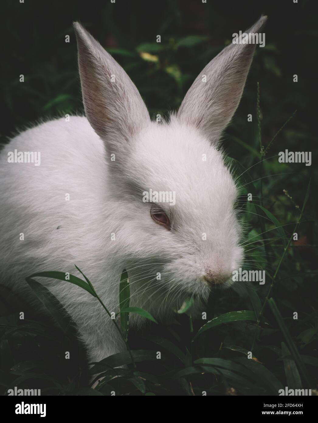 White bunny rabbit in the grass field closes up at in low angle Stock ...