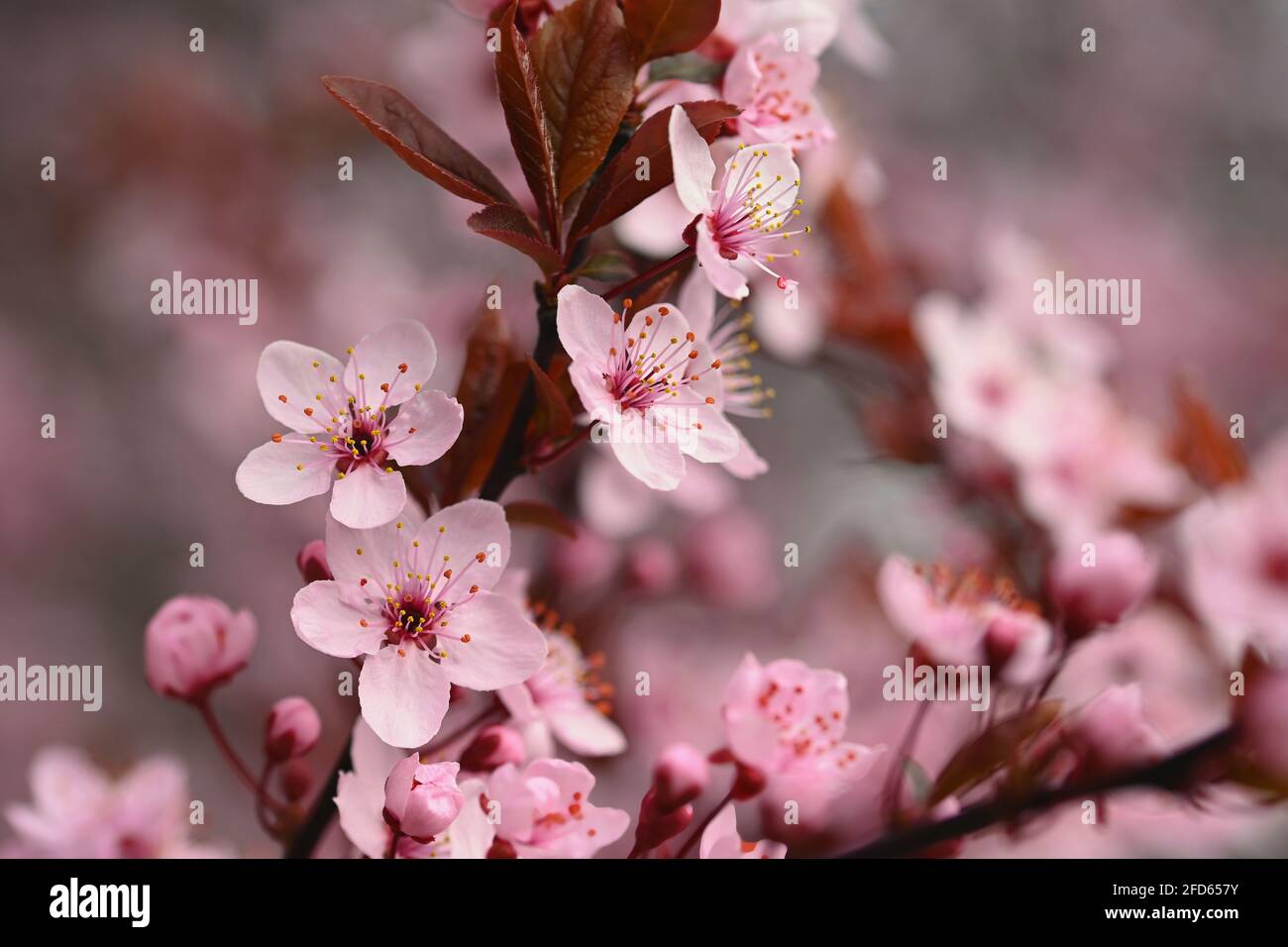Beautiful flowering Japanese cherry Sakura. Season Background. Outdoor ...