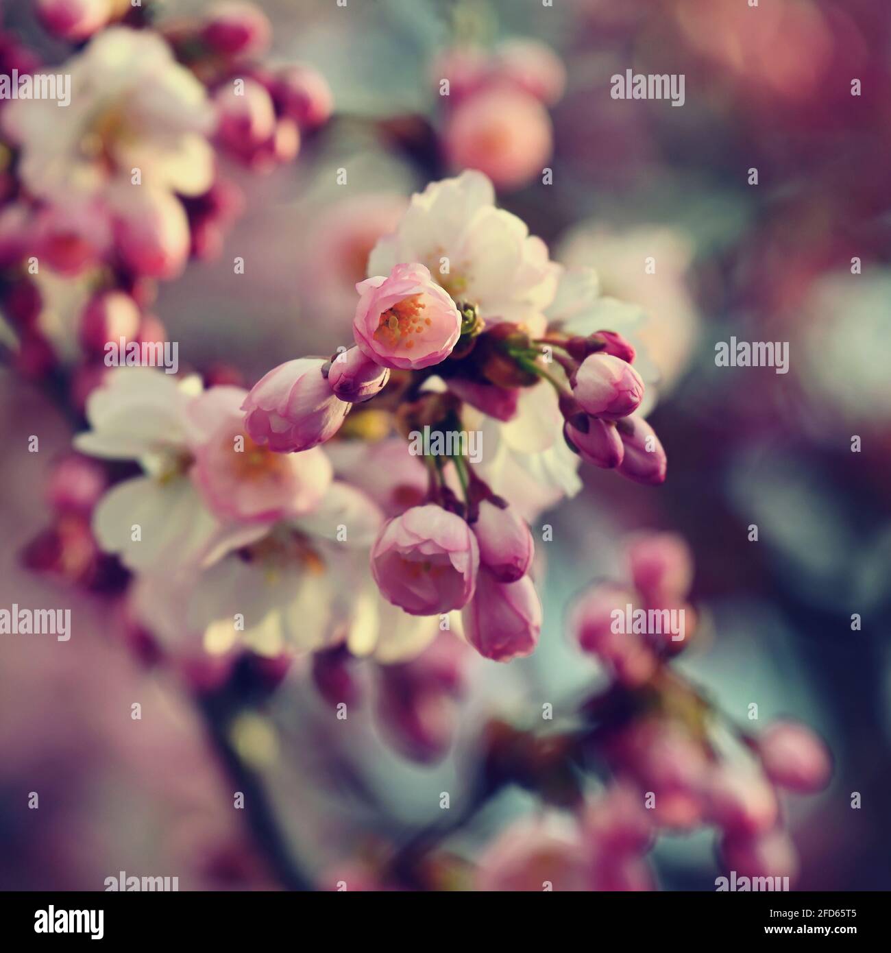 Spring blossom background. Beautiful nature scene with blooming tree in ...