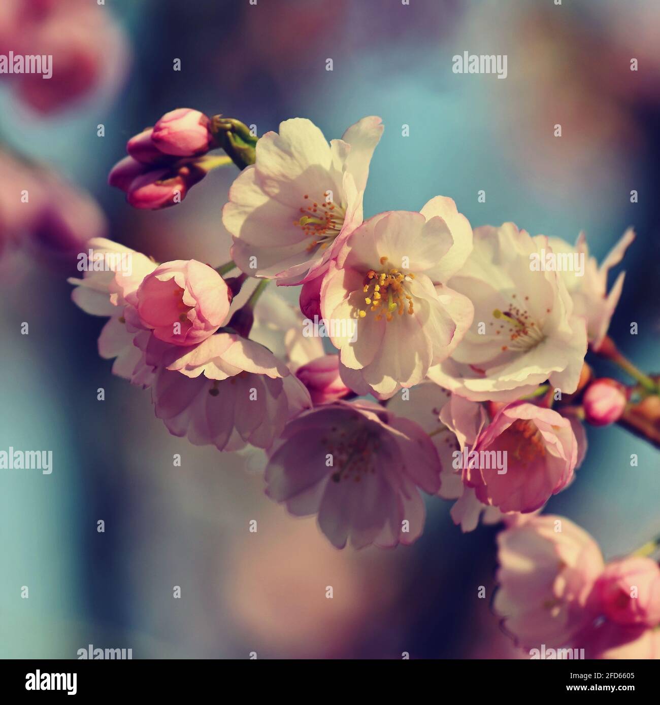 Spring blossom background. Beautiful nature scene with blooming tree in ...