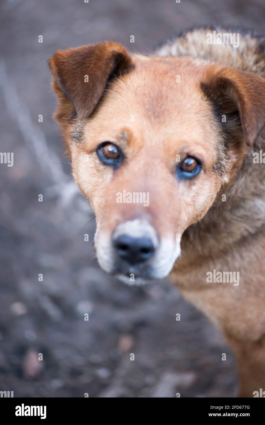 head of a dog with sad eyes Stock Photo - Alamy