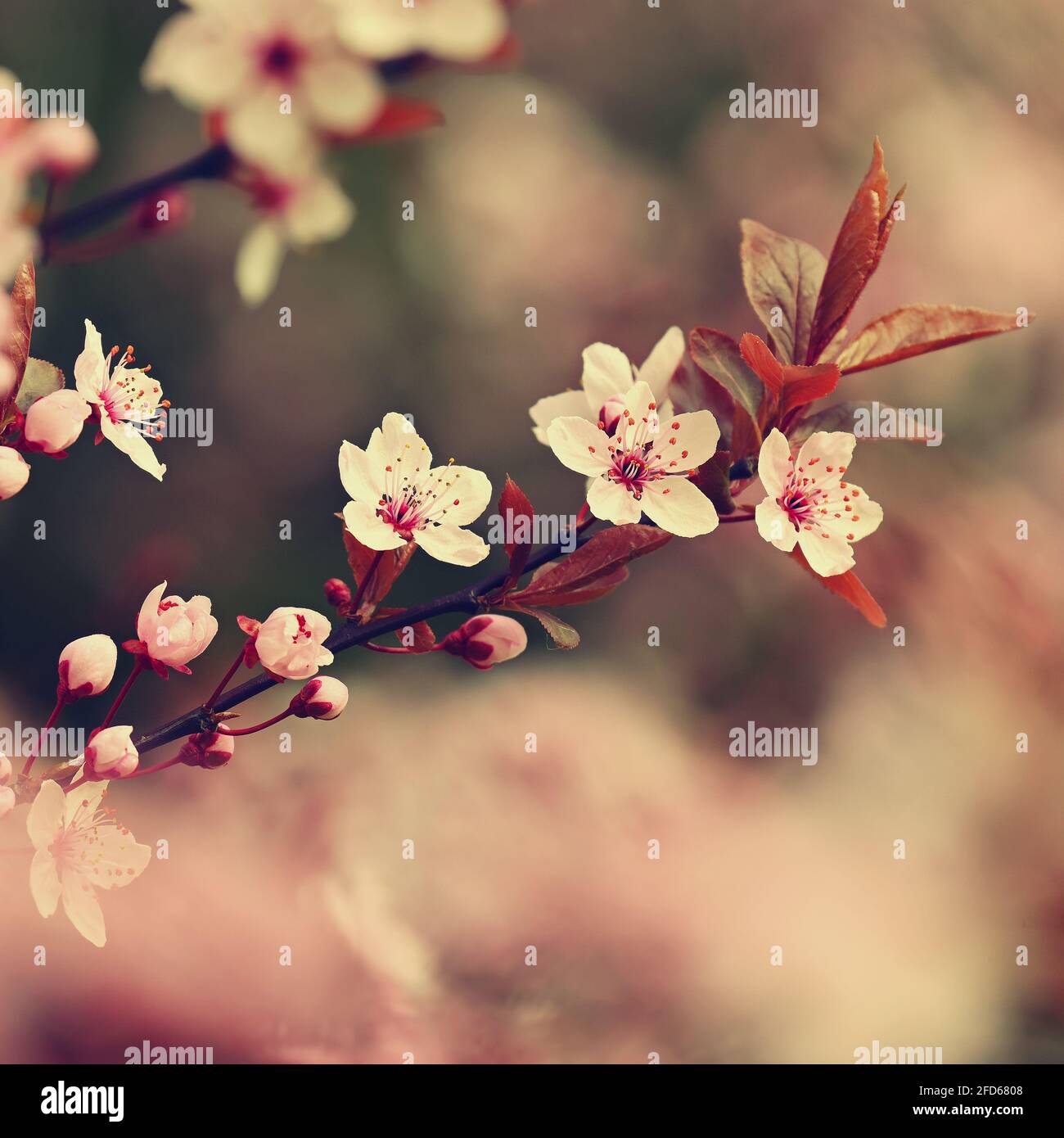 Beautiful flowering Japanese cherry Sakura. Season Background. Outdoor ...