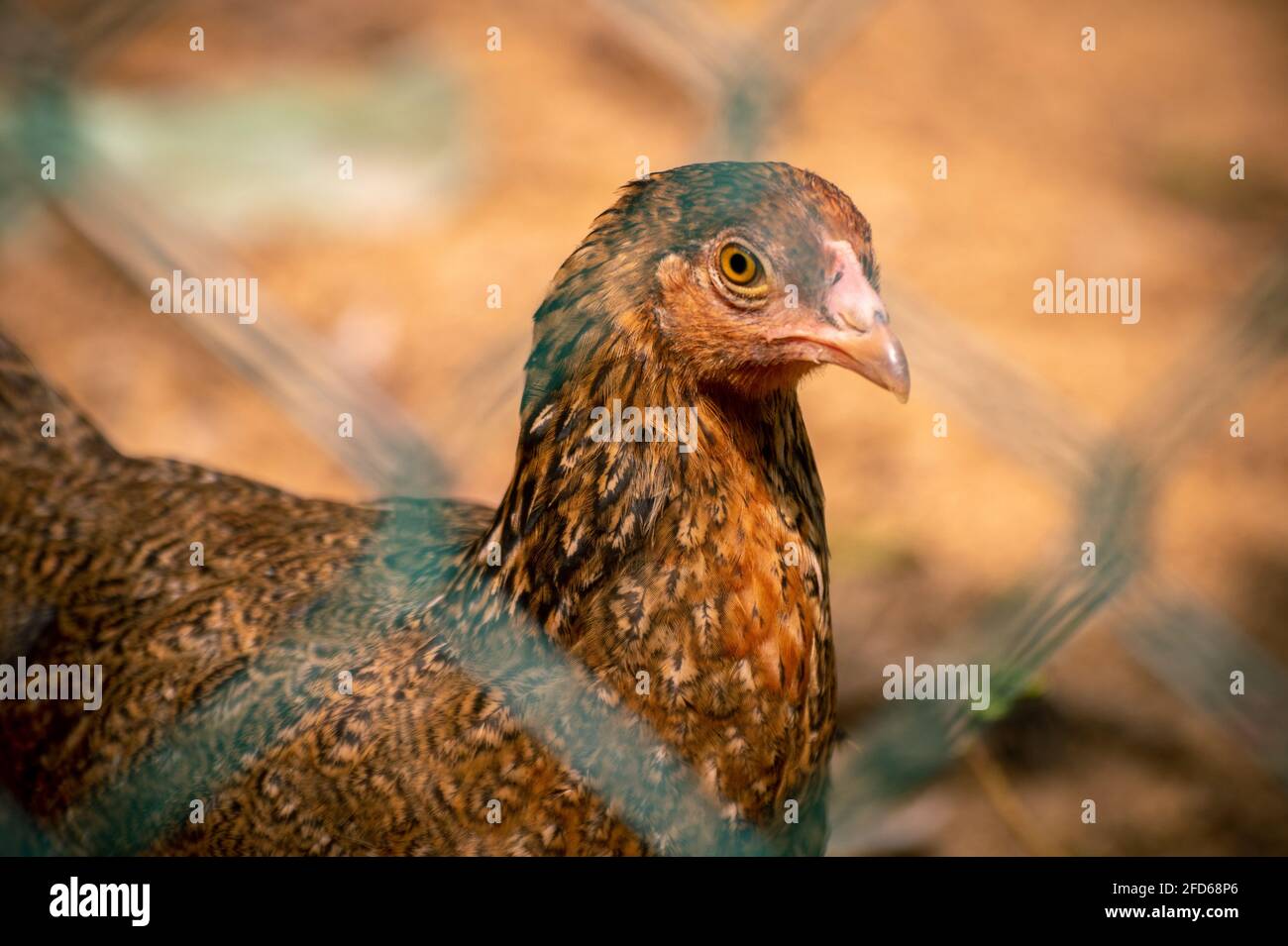 Jungle fowl hen looking at the camera through the net, free-range farm ...