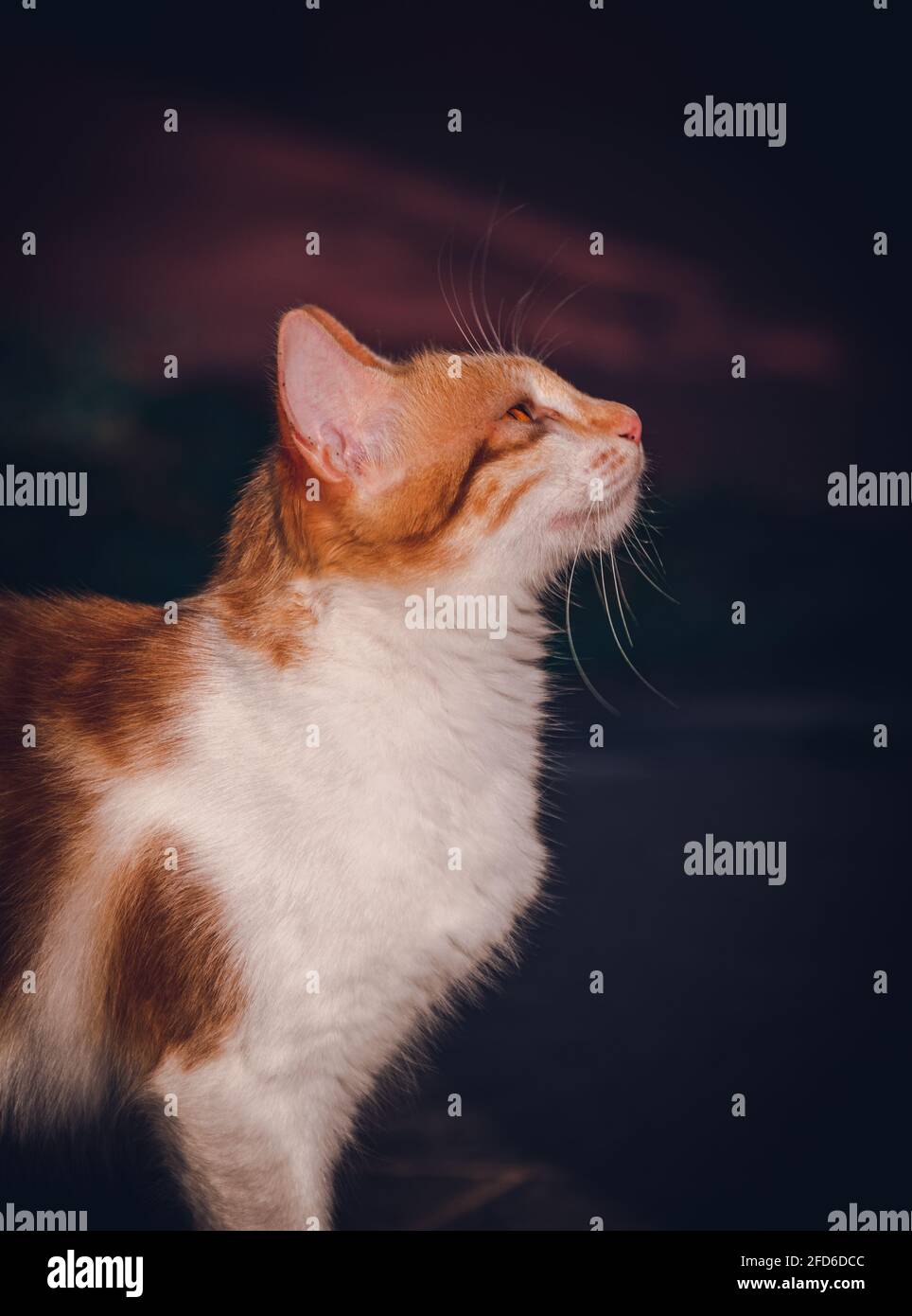 Young chubby kitty cat looking up, side view portraiture photograph ...