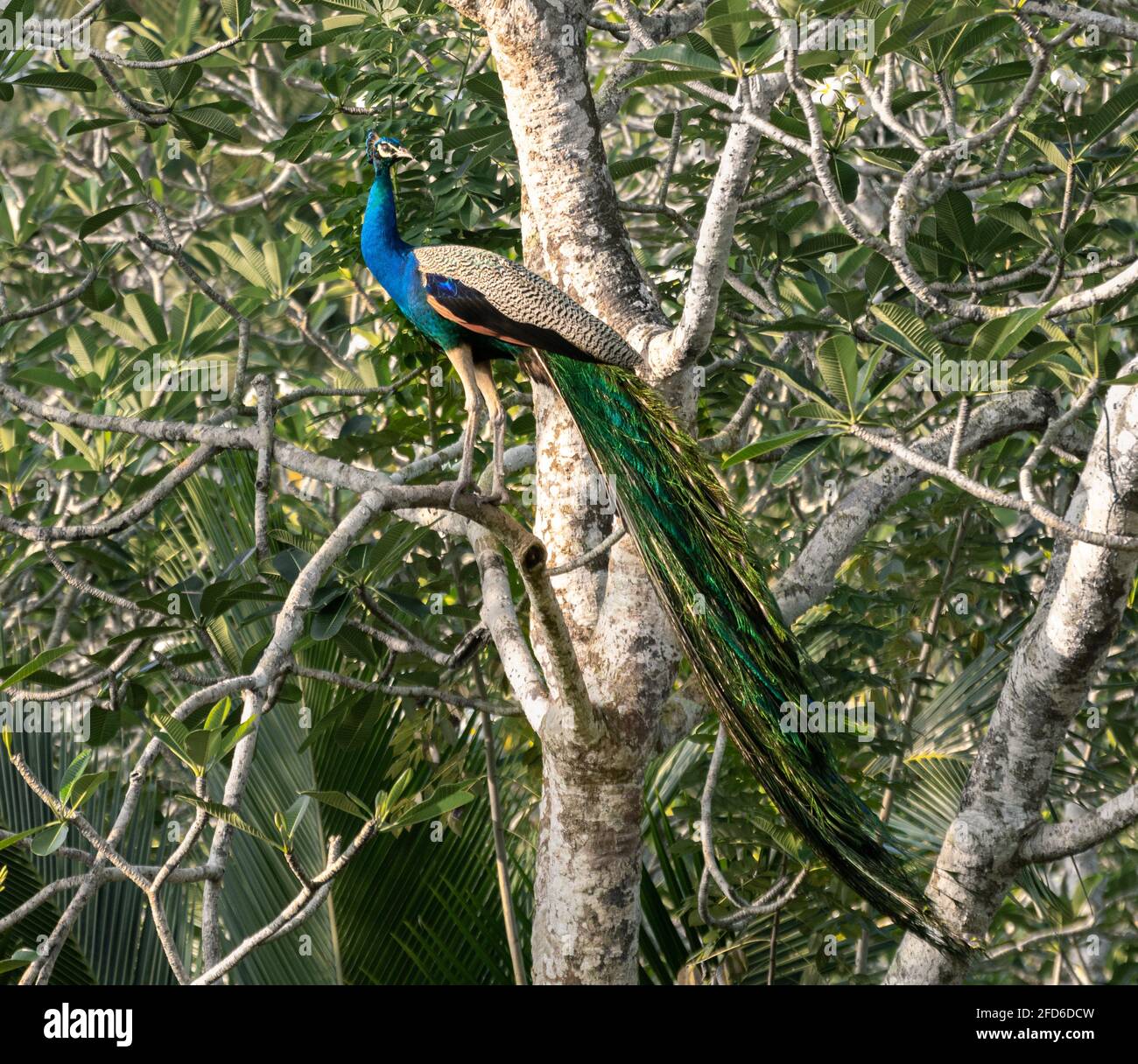 Peacock facing hi-res stock photography and images - Alamy