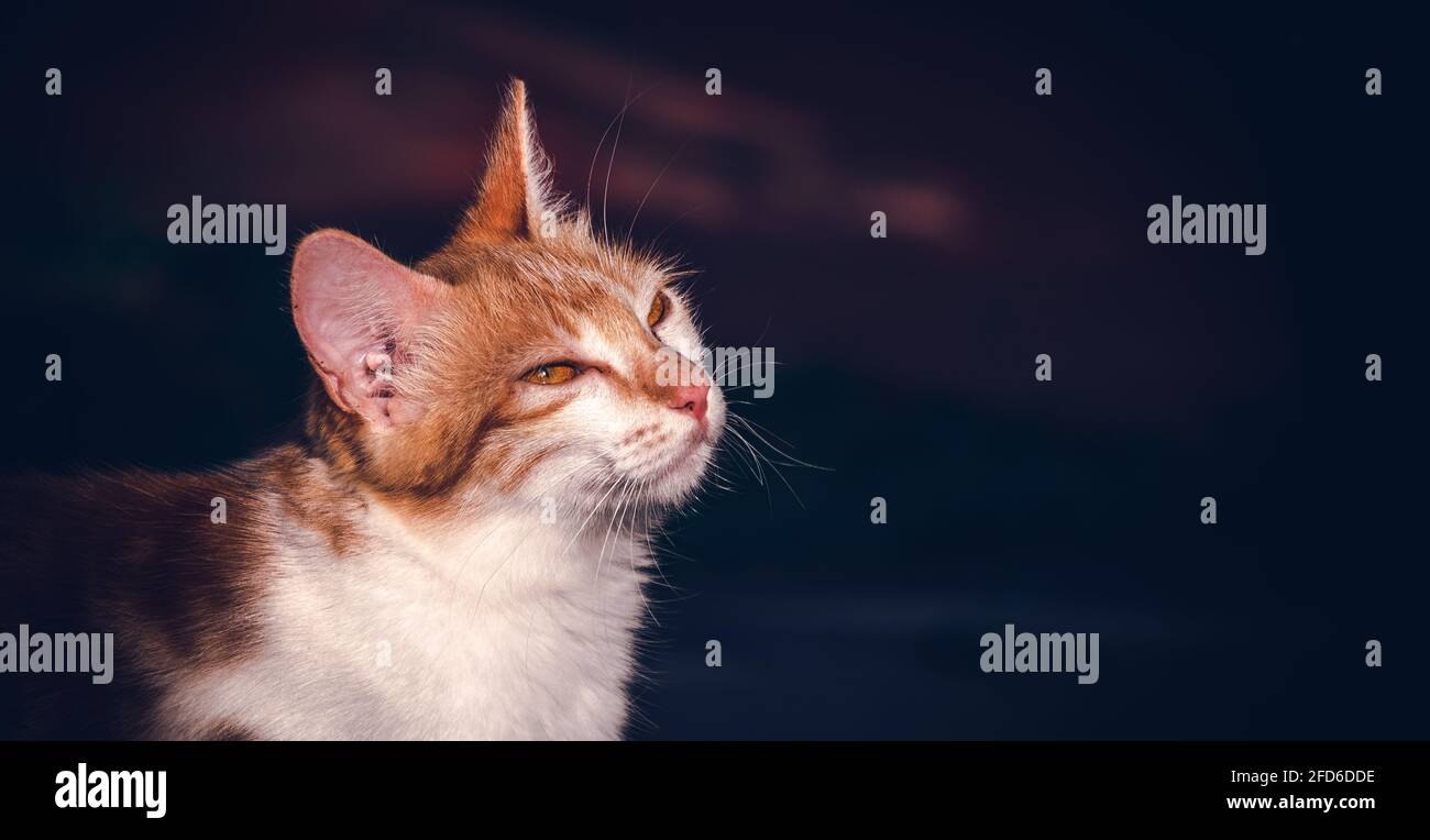 fluffy and mean-looking cat looking up close up face portraiture photograph, eyes half-closed ...