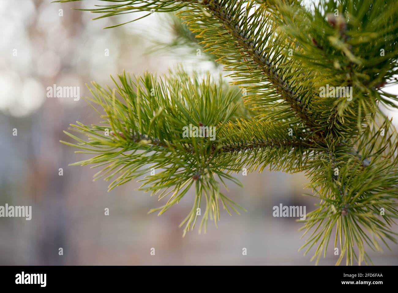 a fresh sprig of spruce in the sun Stock Photo - Alamy