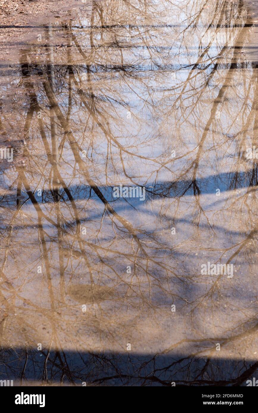 a huge puddle on the alley with trees in spring Stock Photo - Alamy