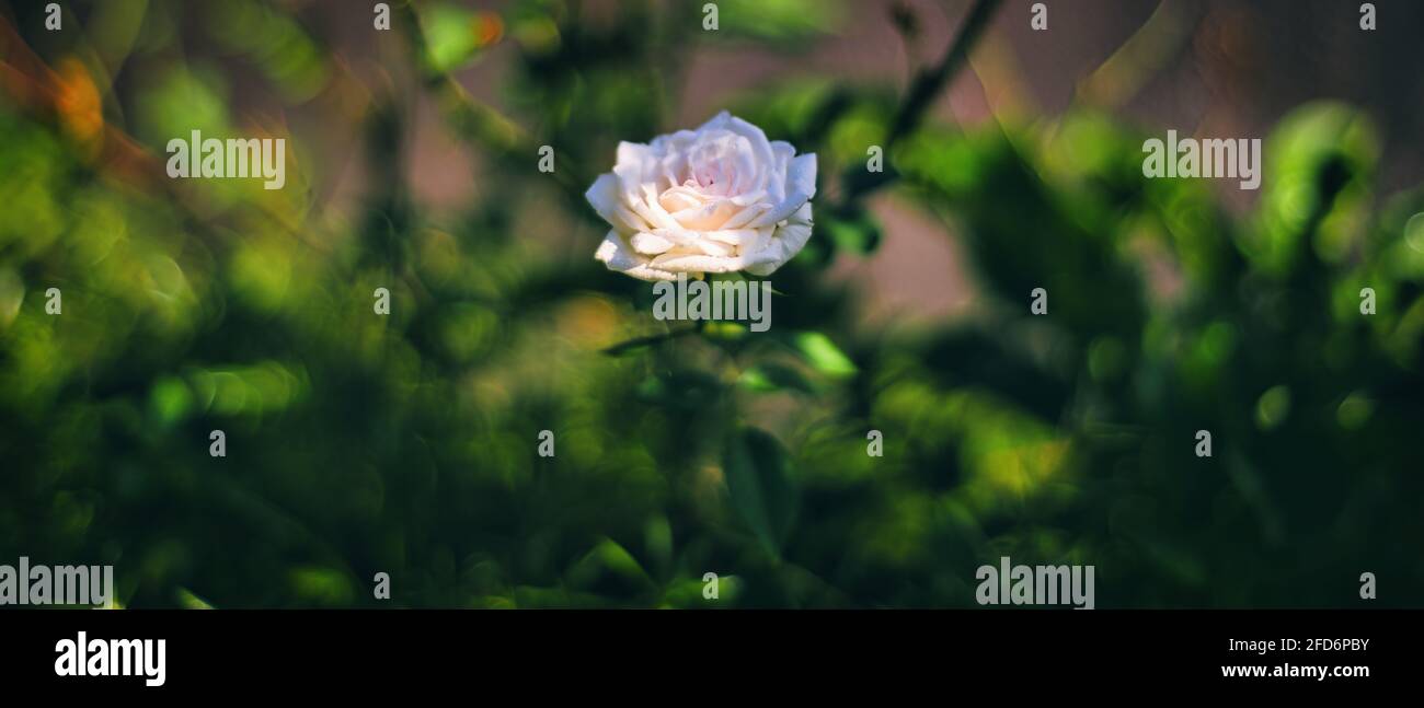 Light Pink rose flower in the garden close up photograph Stock Photo ...
