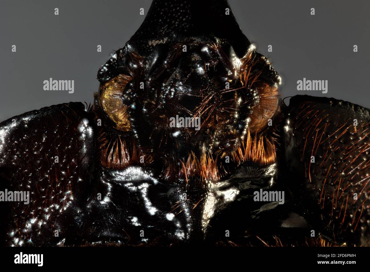 The European rhinoceros beetle is a large flying beetle belonging to ...