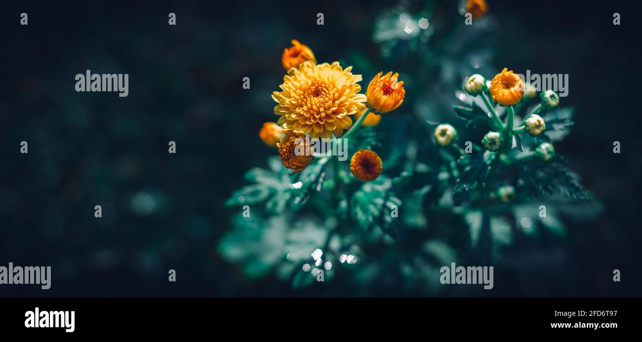 Kapuru flower hi-res stock photography and images - Alamy