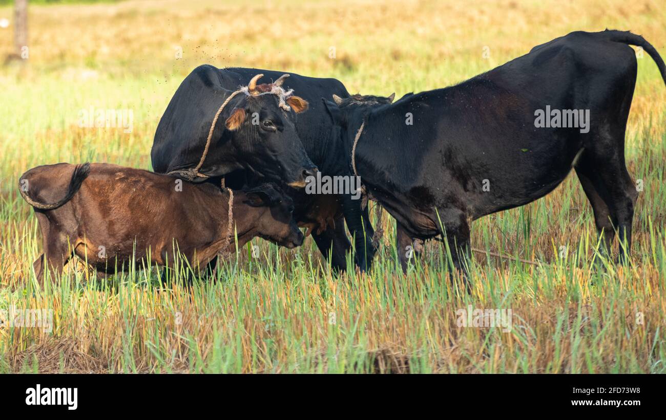 cow family enjoying stay together time in the paddy field in the ...