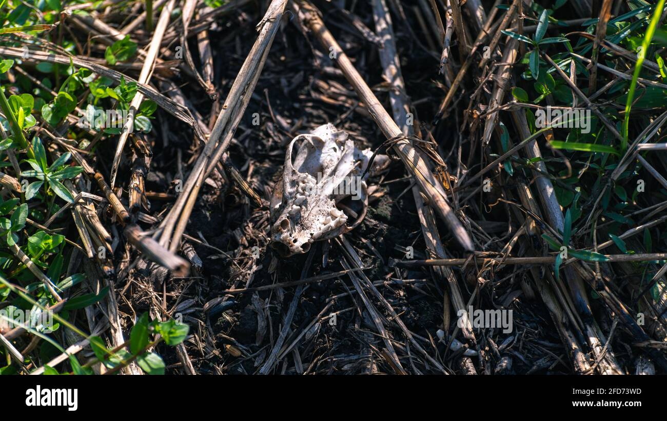 Burnt rat skull in a forest, human deforestation, and put fires cause ...