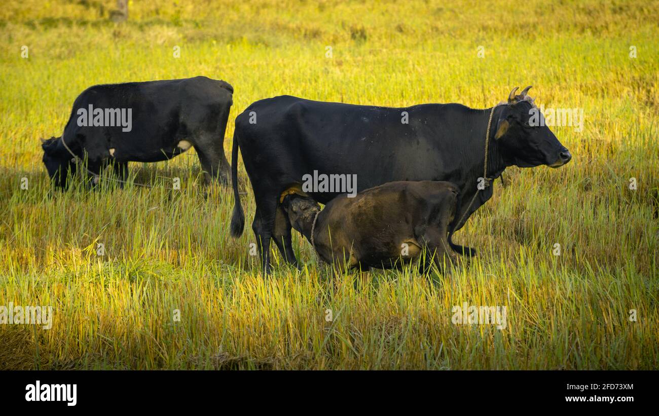 Young calf drinking mothers milk in the evening paddy field while ...
