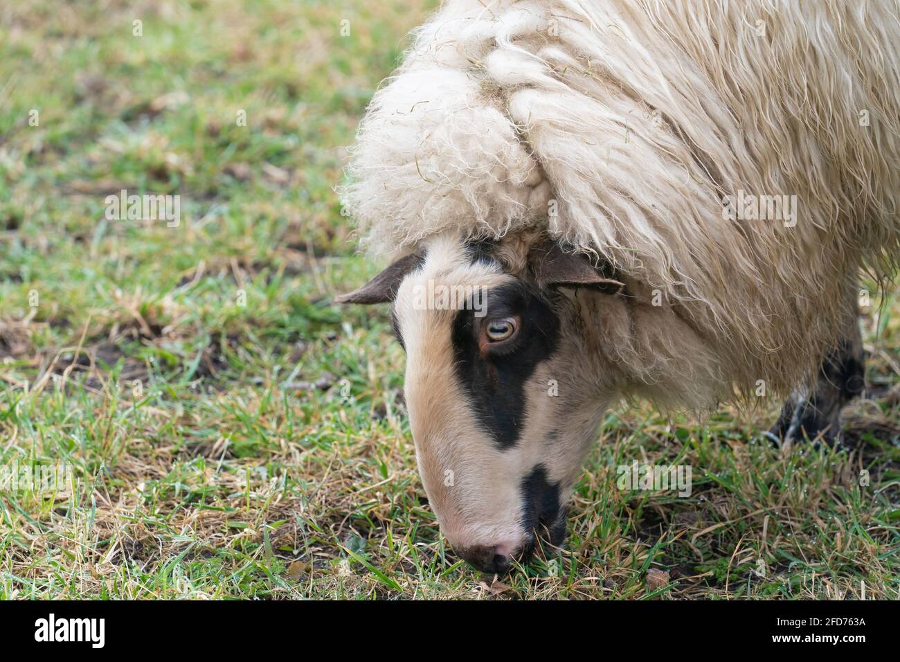 One sheep in the mist. The sheep looks into the camera, detail shot of ...