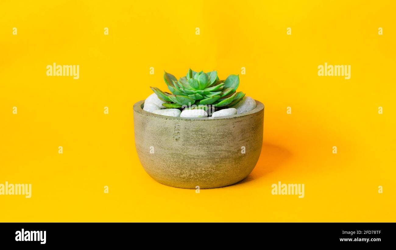 Cactus plant in a round cement pot, potted mini cactus with white rocks ...