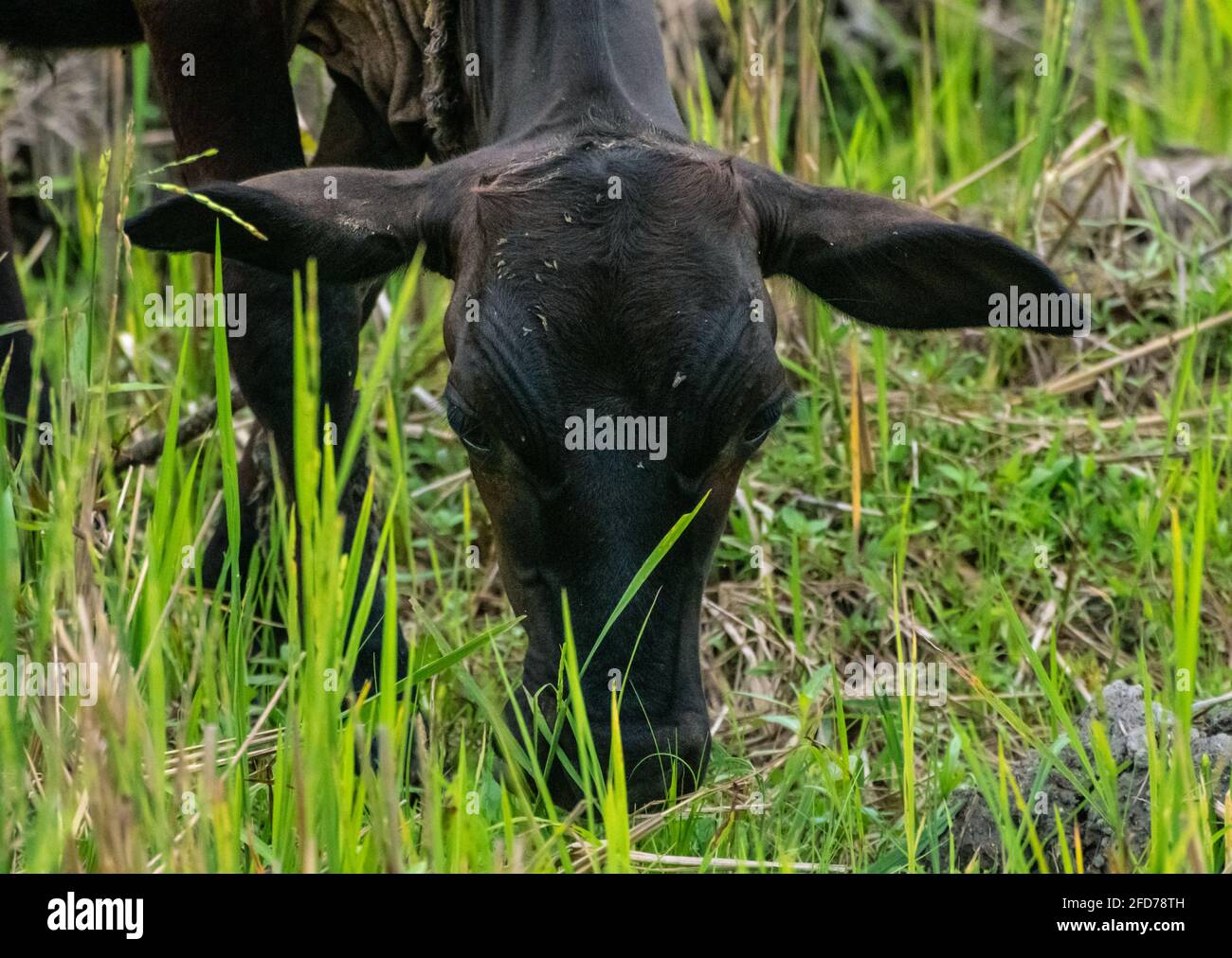 Calf eating grass field green hi-res stock photography and images - Alamy