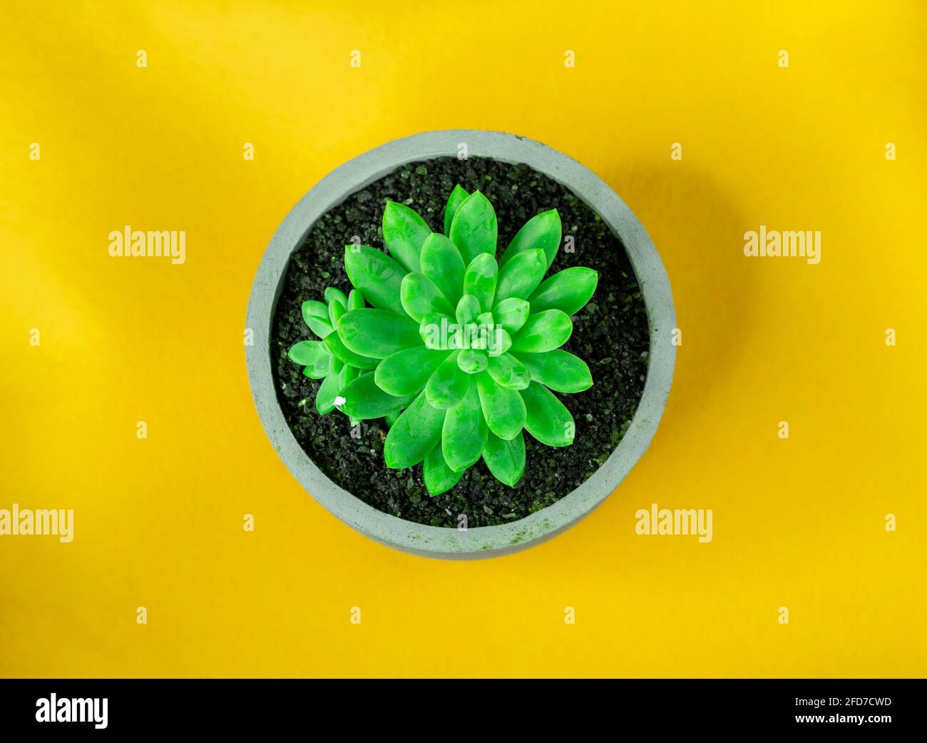 Cactus plant in a round cement pot, potted mini cactus with black rocks ...