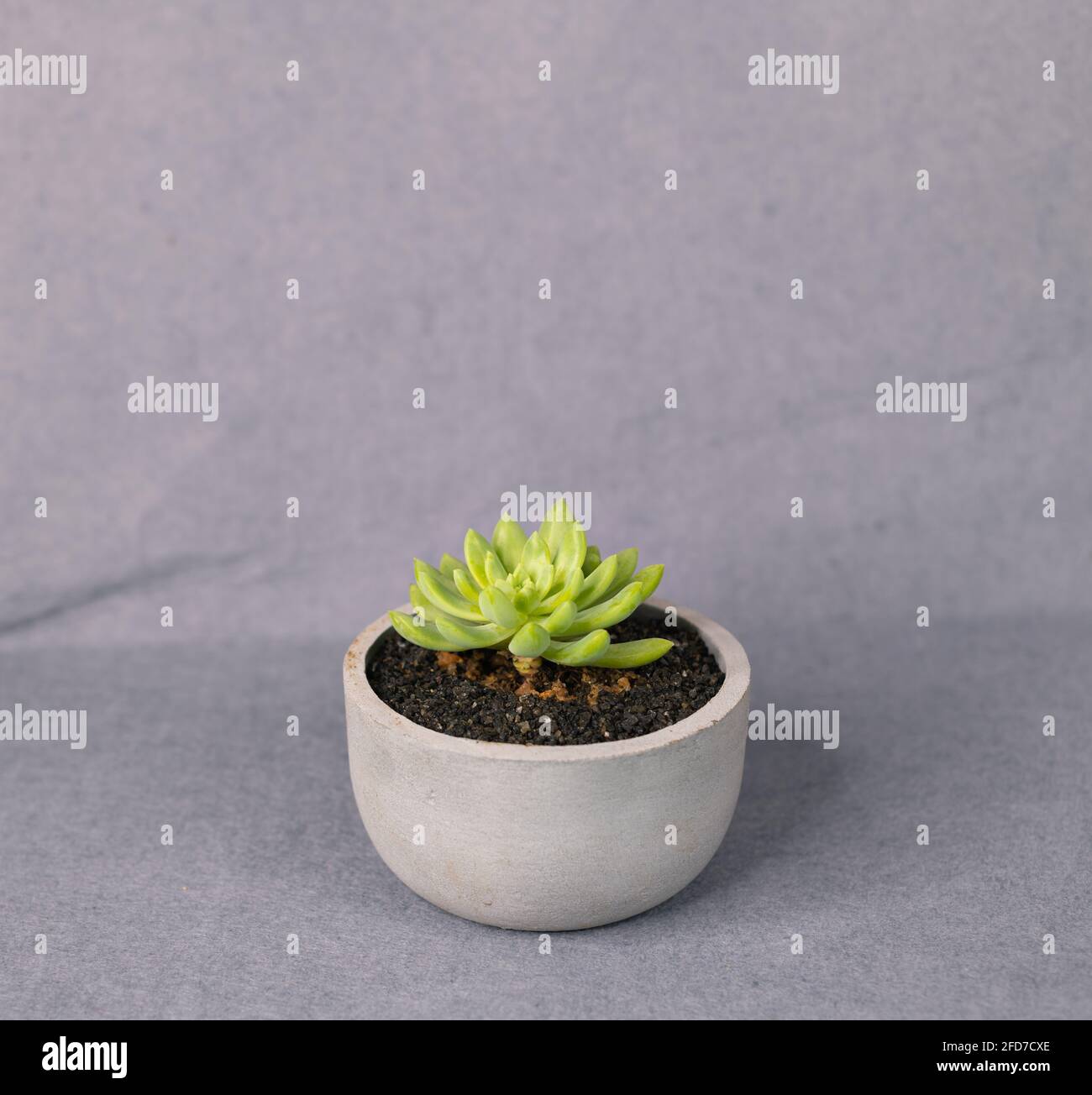 Cactus plant in a small round cement pot, potted mini cactus with black ...
