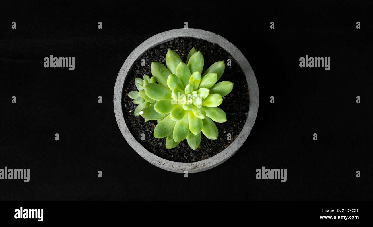 Cactus plant in round cement pot, potted mini cactus with black rocks ...