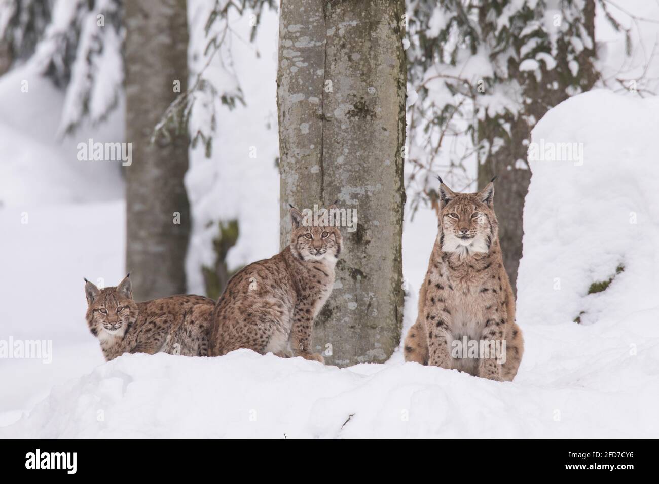 Luchs, Lynx lynx, Eurasian lynx Stock Photo - Alamy