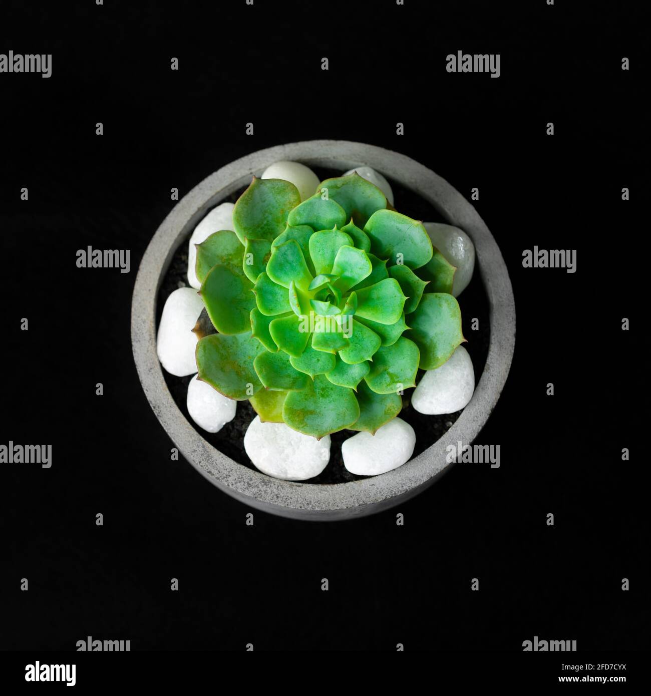 Mini Cactus High Resolution Stock Photography and Images - Alamy