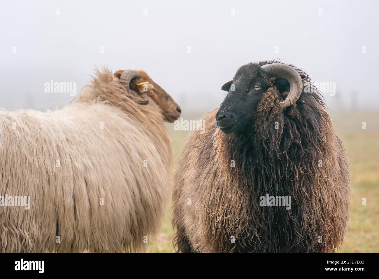 Two sheep in the mist. They look at camera, detail shot. Sheep feed on ...