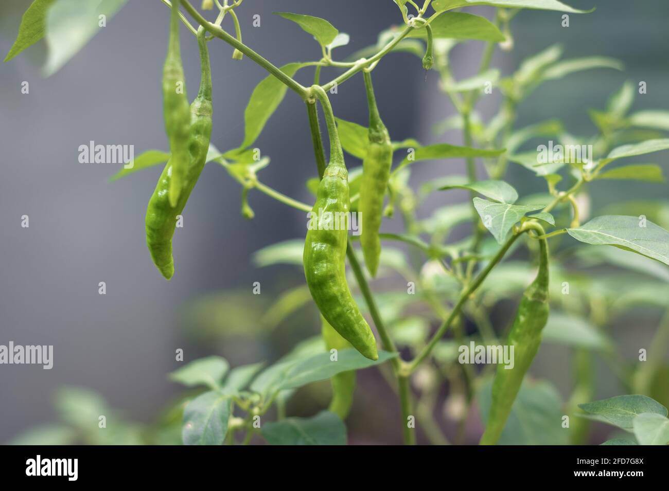 Green chilli tree hi-res stock photography and images - Alamy